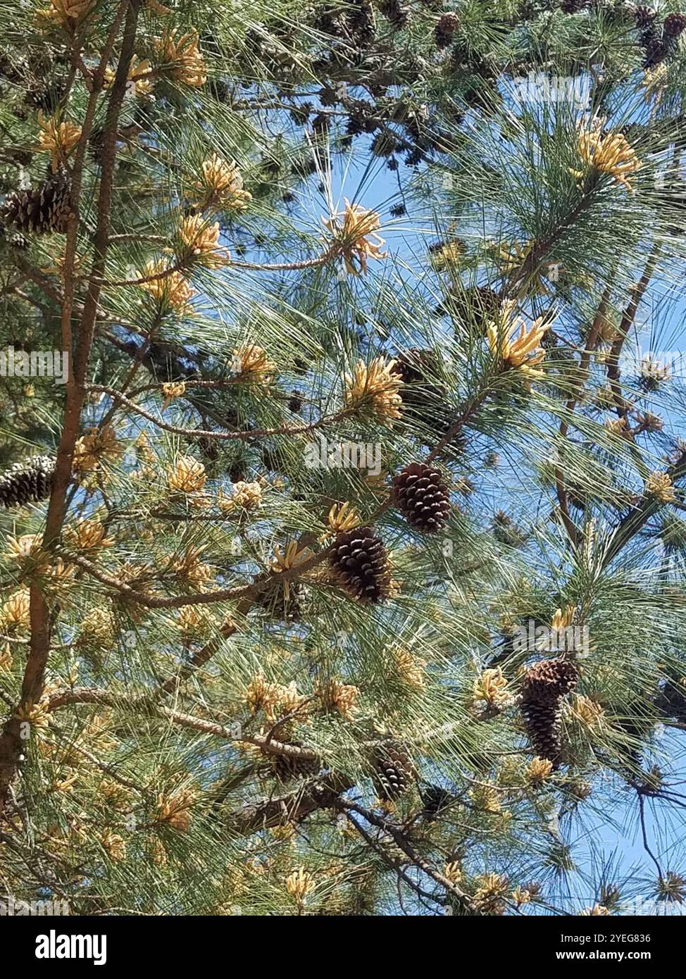 loblolly pine (Pinus taeda Stock Photo - Alamy