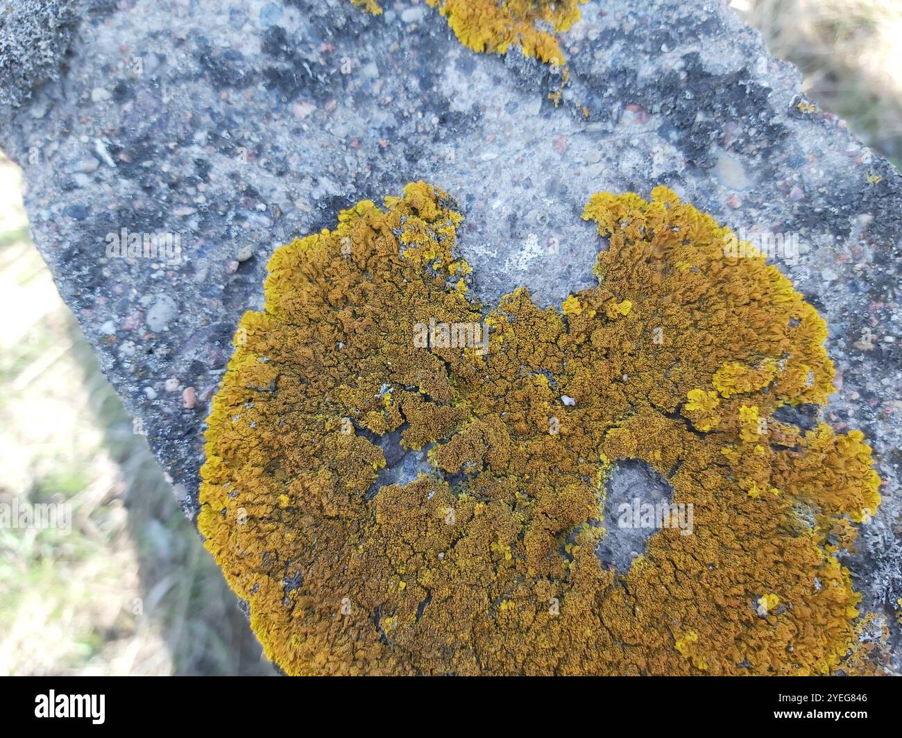 Xanthoria calcicola hi-res stock photography and images - Alamy