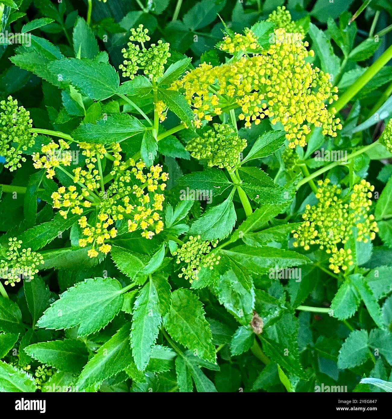 golden Alexanders (Zizia aurea Stock Photo - Alamy