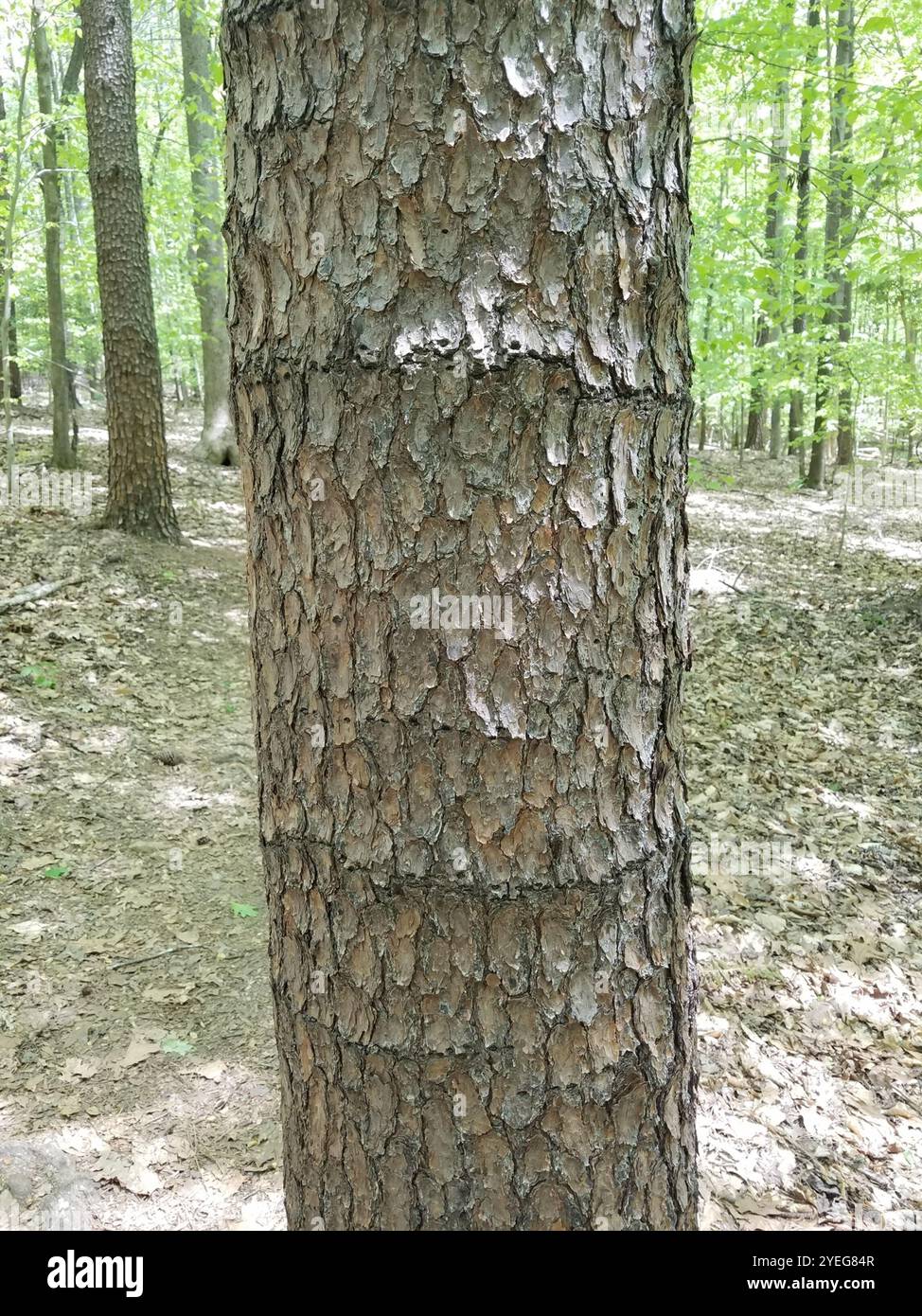 Virginia pine (Pinus virginiana Stock Photo - Alamy