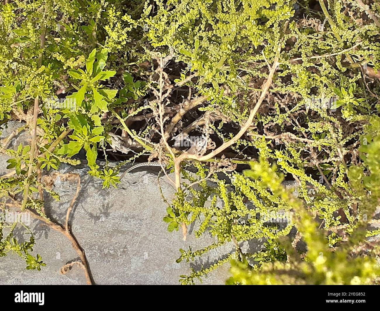 Neotropical Ground Lizards (Tropiduridae Stock Photo - Alamy