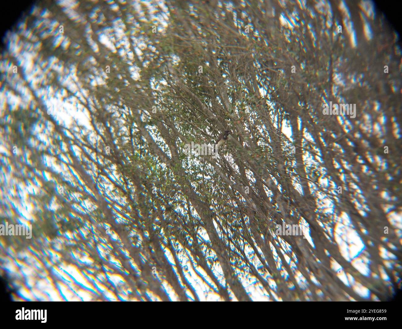 Psilorhinus morio hi-res stock photography and images - Alamy