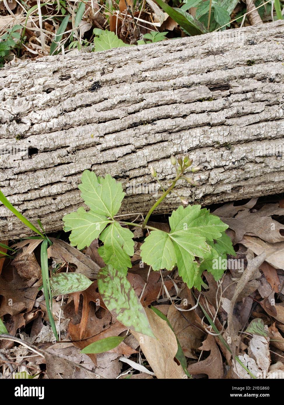 Two-leaved Toothwort (Cardamine diphylla Stock Photo - Alamy