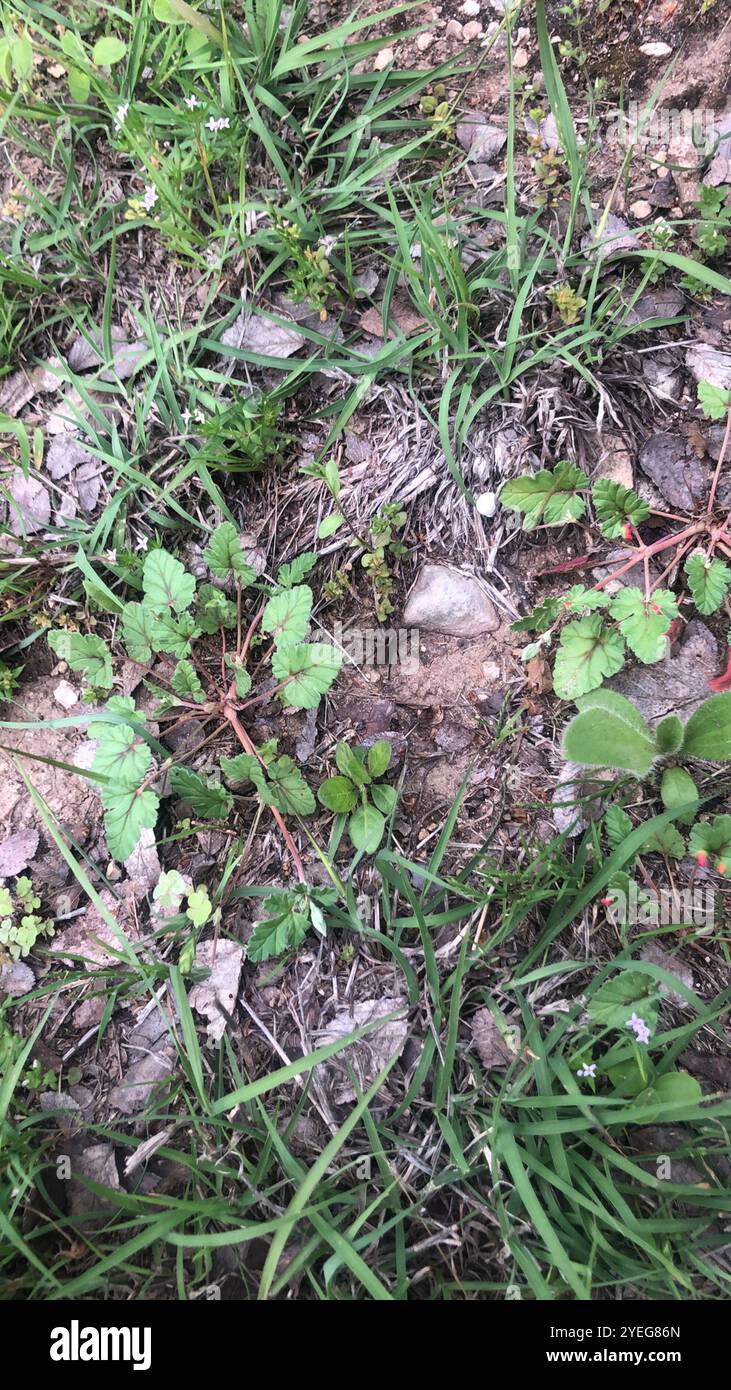 Texas stork's bill (Erodium texanum Stock Photo - Alamy