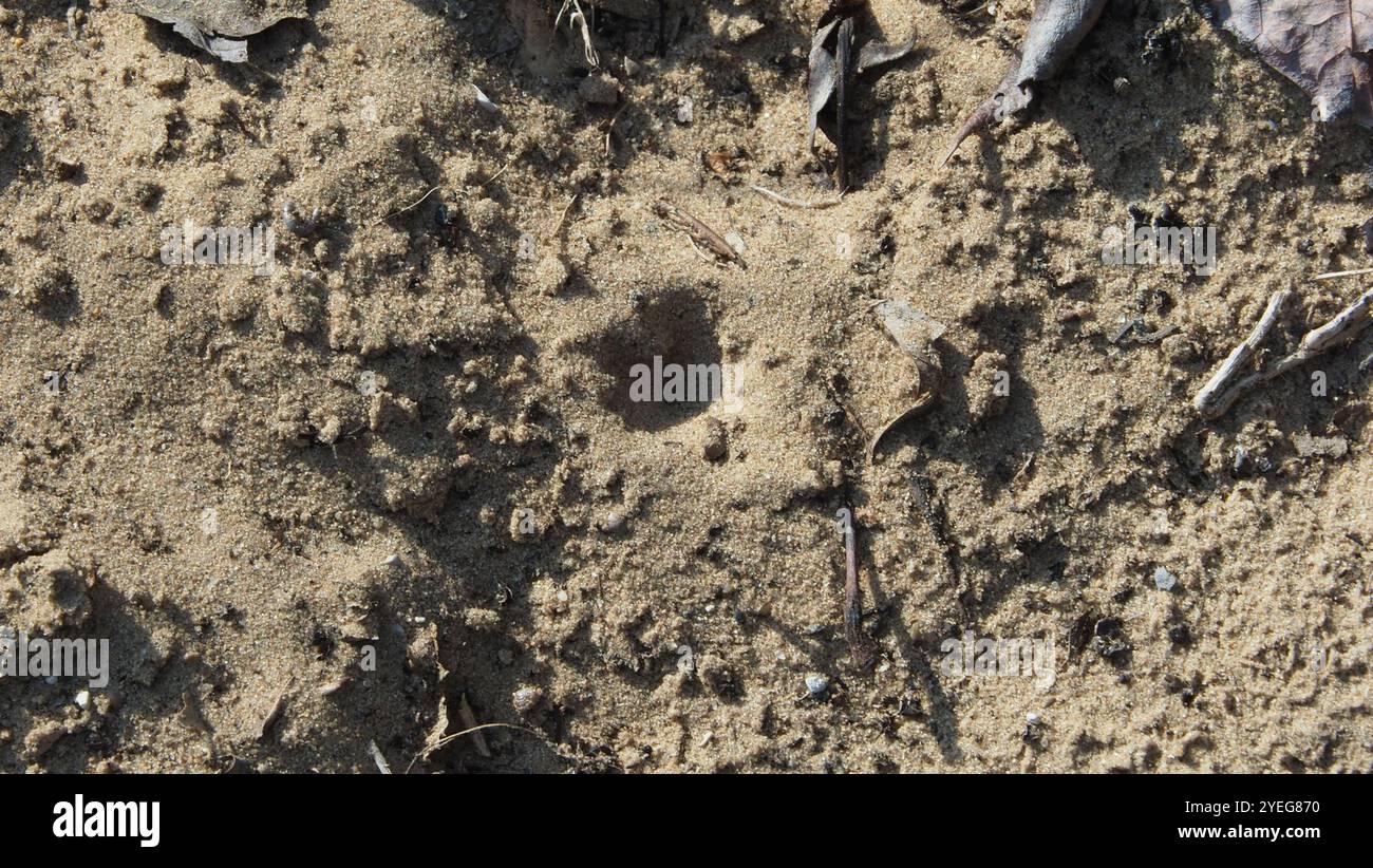 Immaculate Antlion (Myrmeleon immaculatus Stock Photo - Alamy