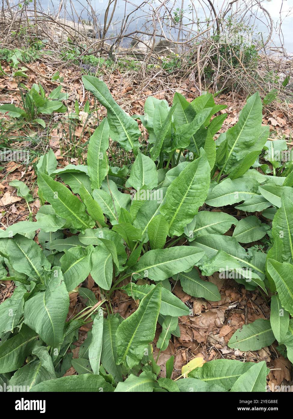 Greek Dock (Rumex cristatus Stock Photo - Alamy
