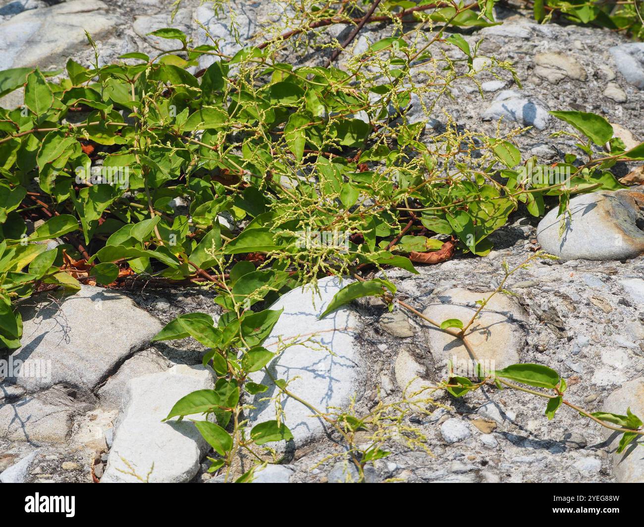 Fleeceflower hi-res stock photography and images - Alamy