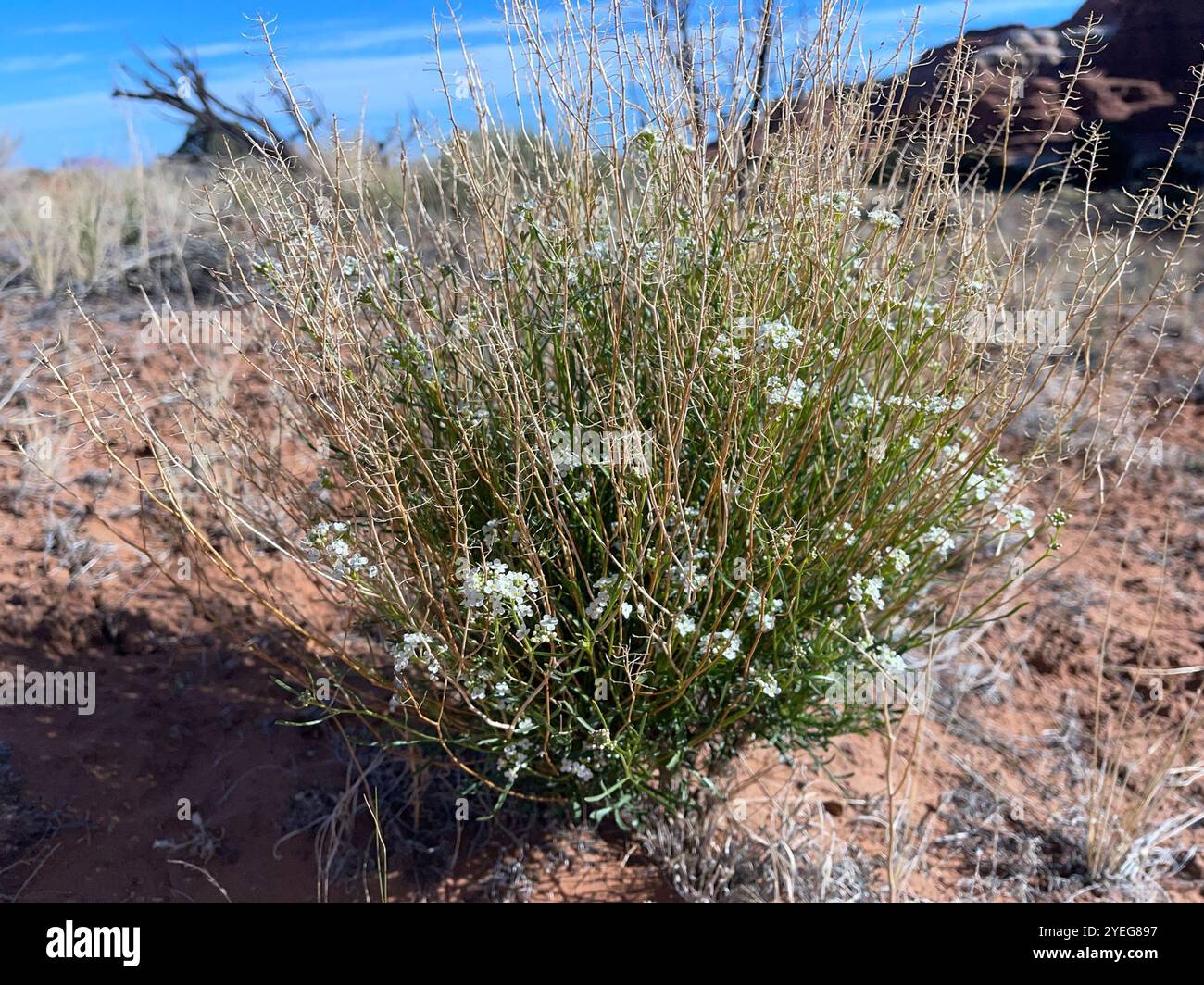 Mountain Pepperweed (Lepidium montanum Stock Photo - Alamy