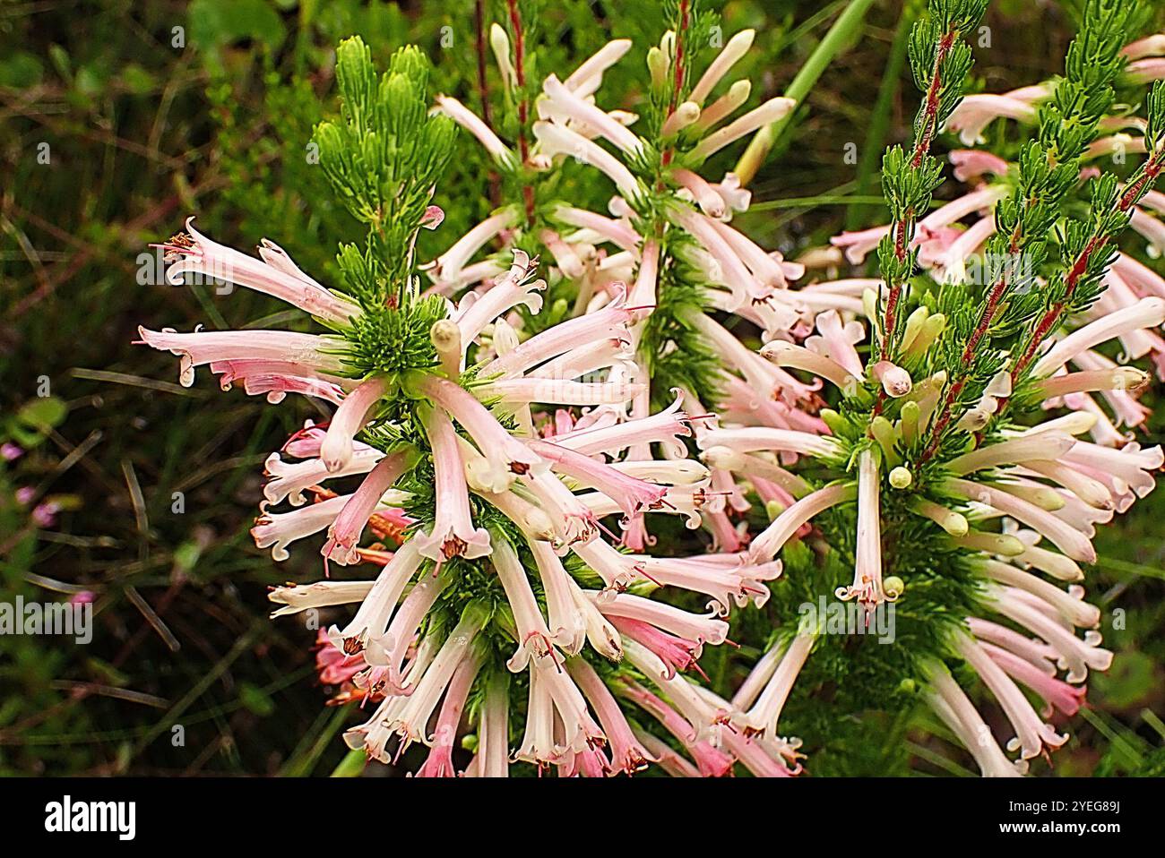 Water Heath (Erica curviflora Stock Photo - Alamy