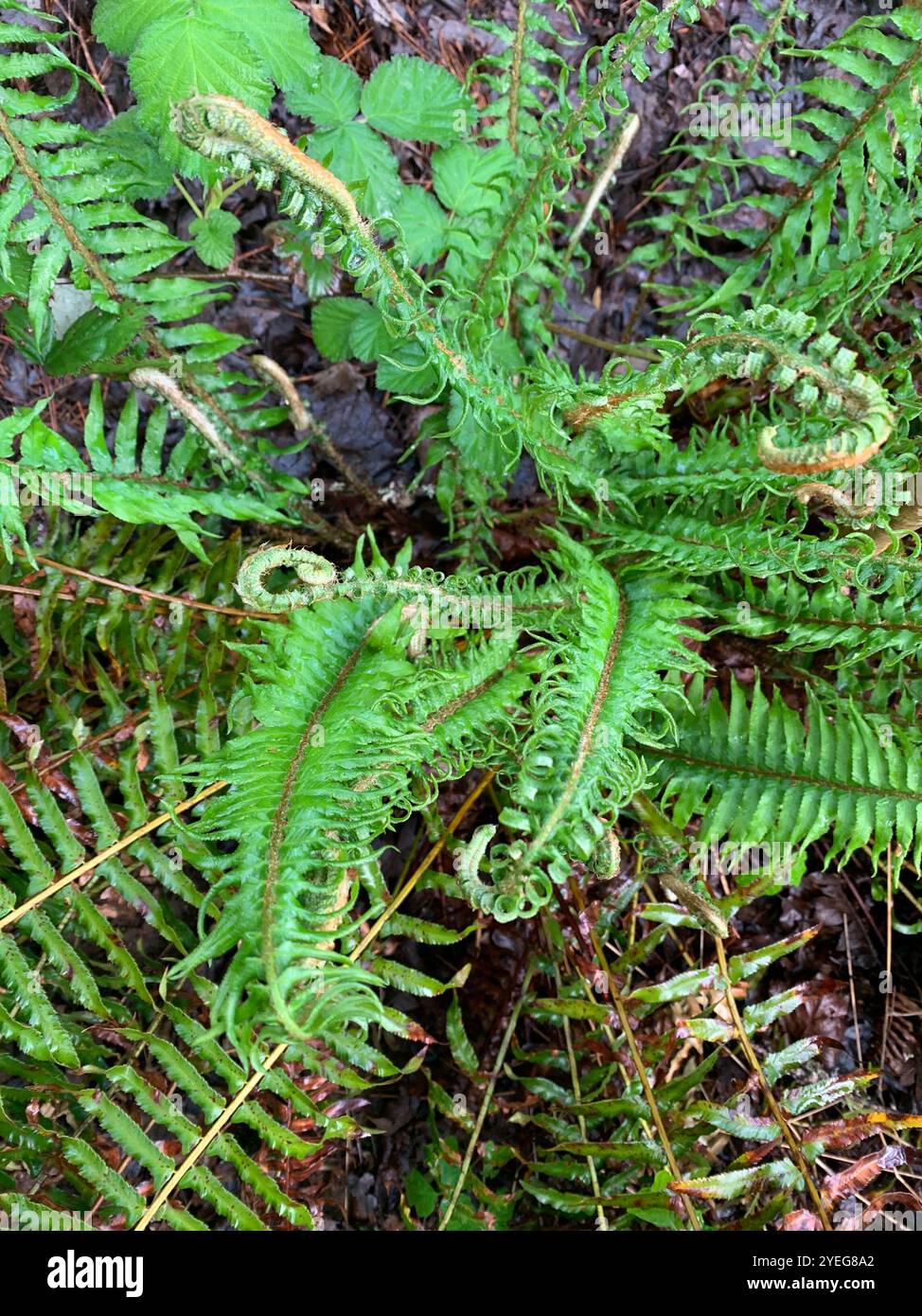 western sword fern (Polystichum munitum Stock Photo - Alamy
