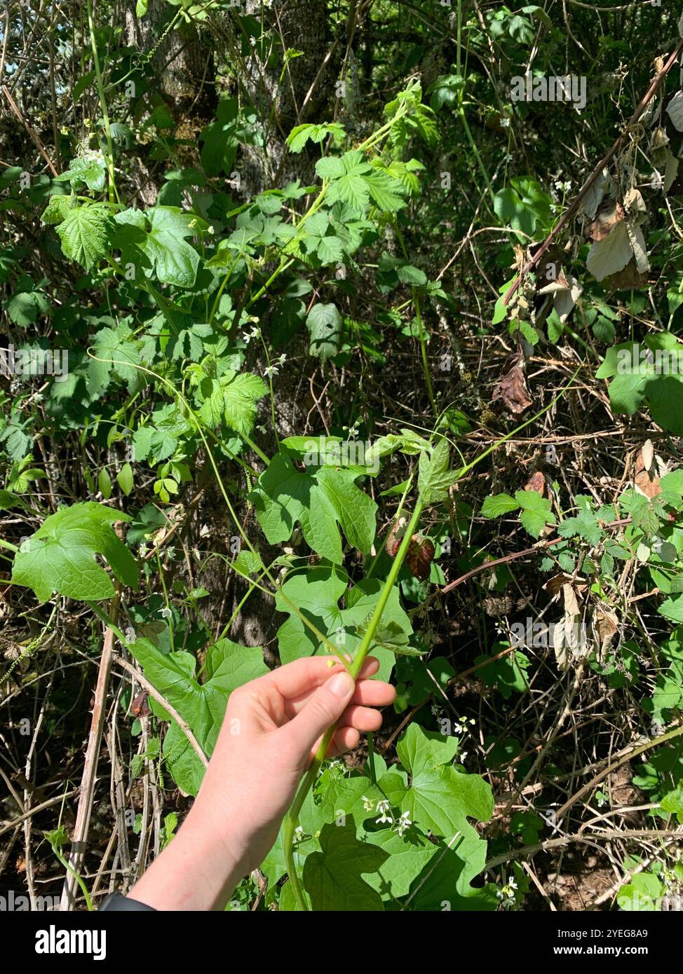 coastal manroot (Marah oregana Stock Photo - Alamy