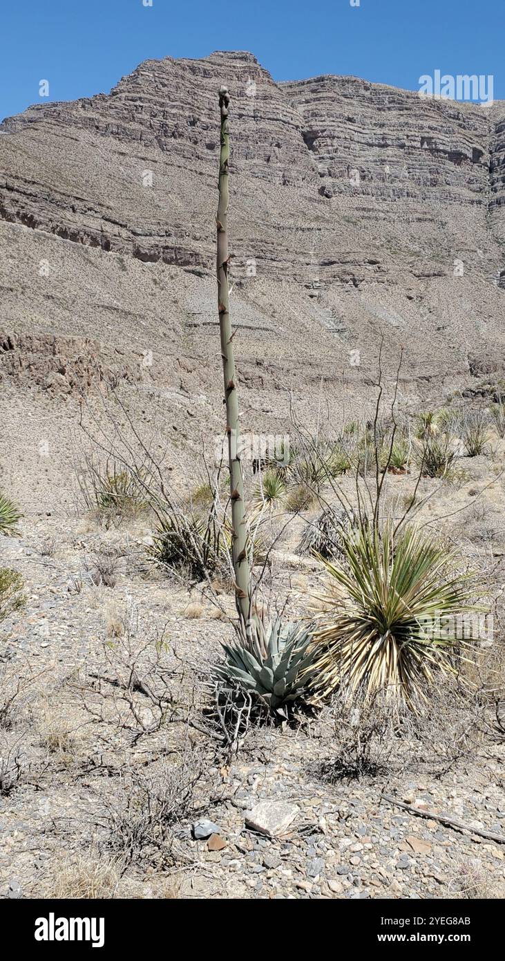 Parry's agave (Agave parryi Stock Photo - Alamy