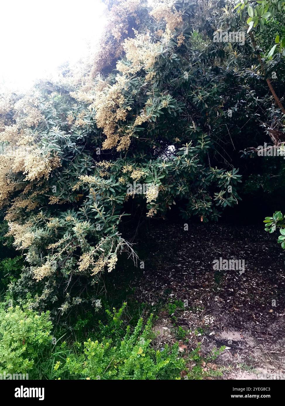 Coastal Camphorbush (Tarchonanthus littoralis Stock Photo - Alamy