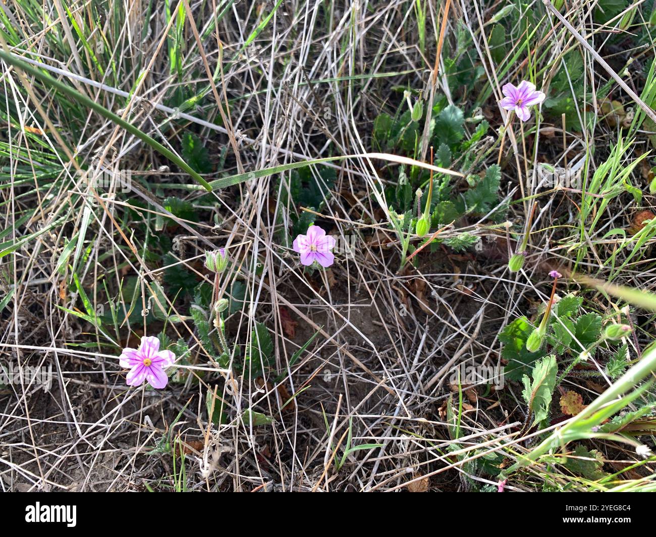 Mediterranean Stork's-bill (Erodium botrys Stock Photo - Alamy