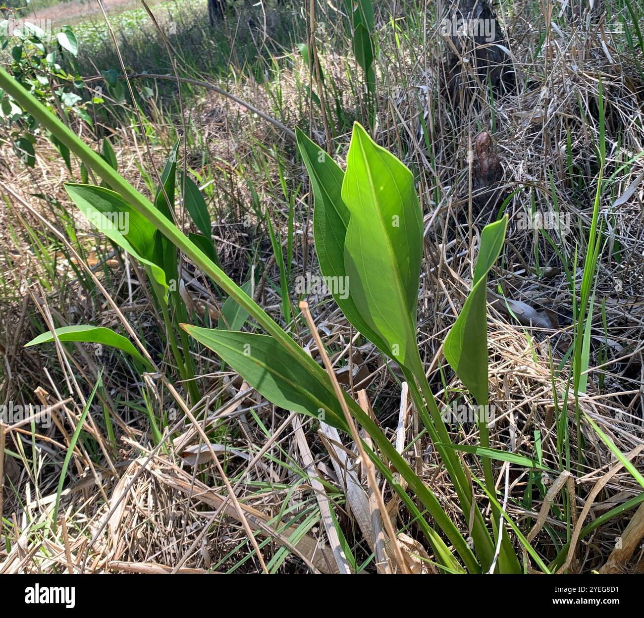 lanceleaf arrowhead (Sagittaria lancifolia Stock Photo - Alamy