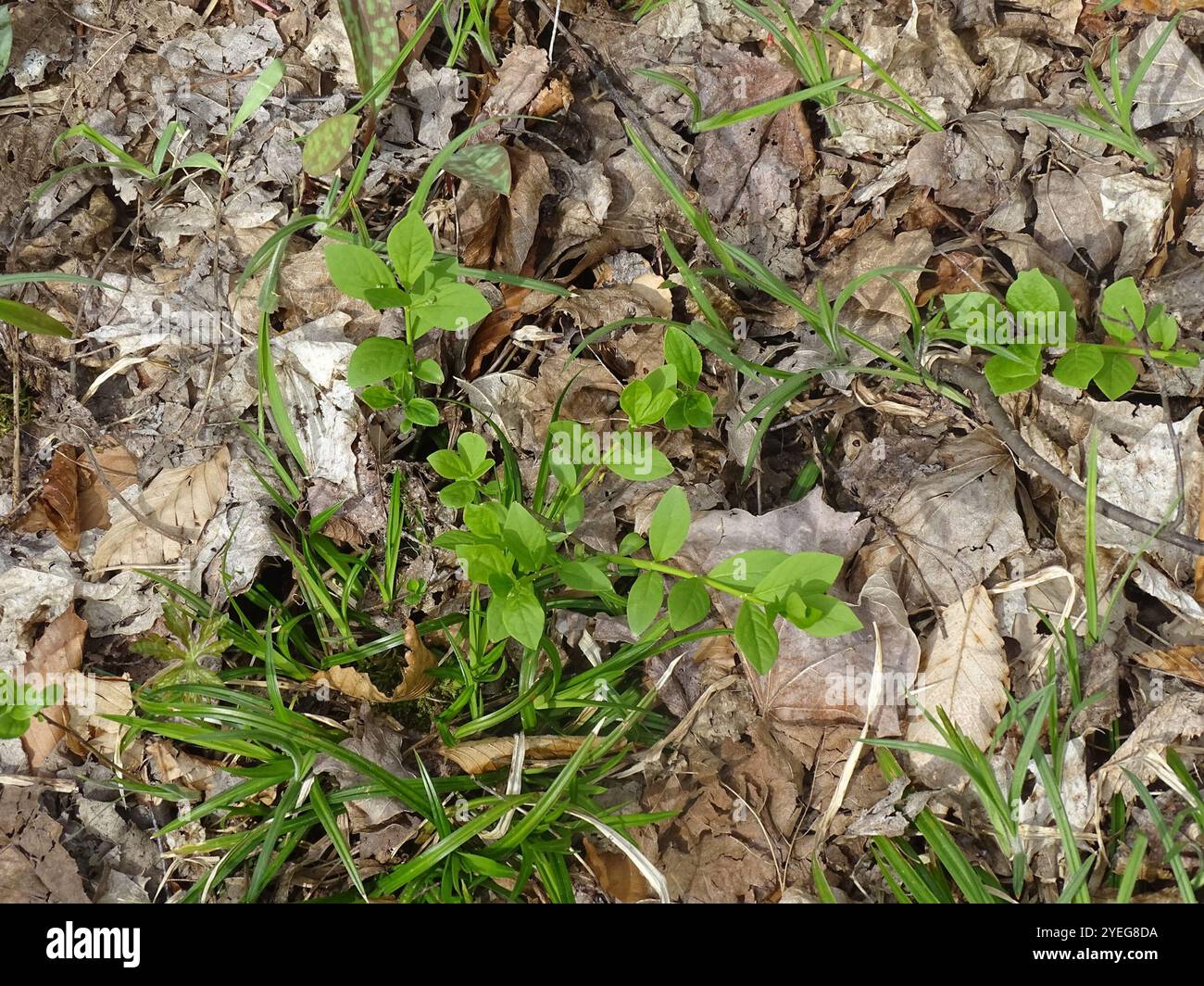Running Strawberry-bush (Euonymus obovatus Stock Photo - Alamy