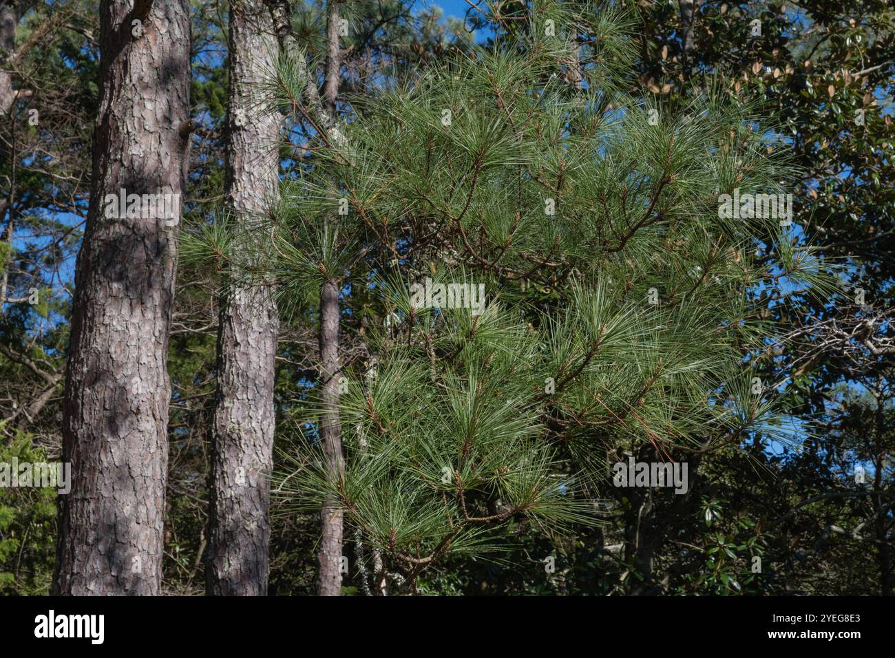 loblolly pine (Pinus taeda Stock Photo - Alamy