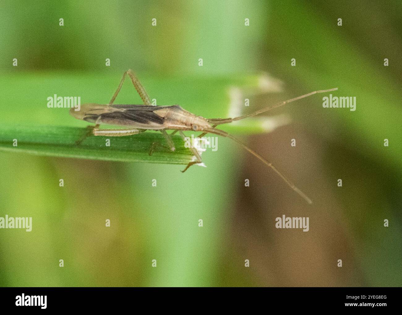 Grass bug (Stenodema laevigata Stock Photo - Alamy