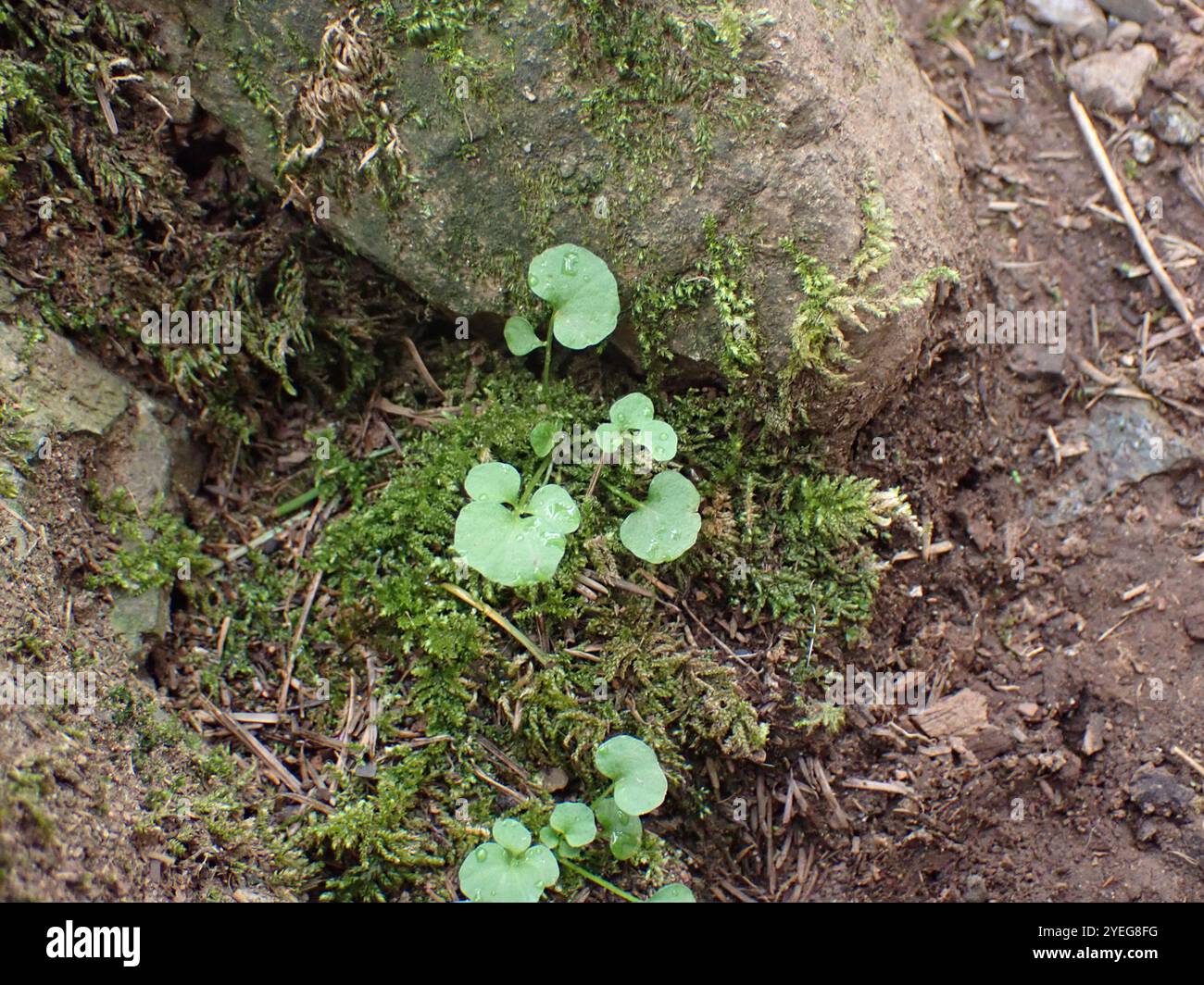hairy bittercress (Cardamine hirsuta Stock Photo - Alamy