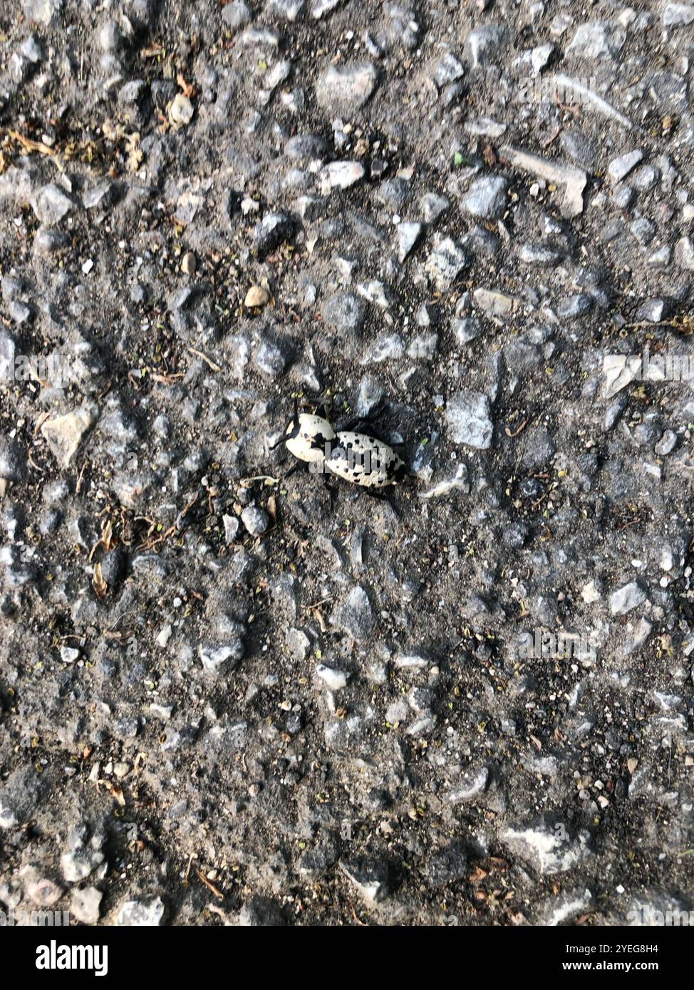 Zopherus hi-res stock photography and images - Alamy