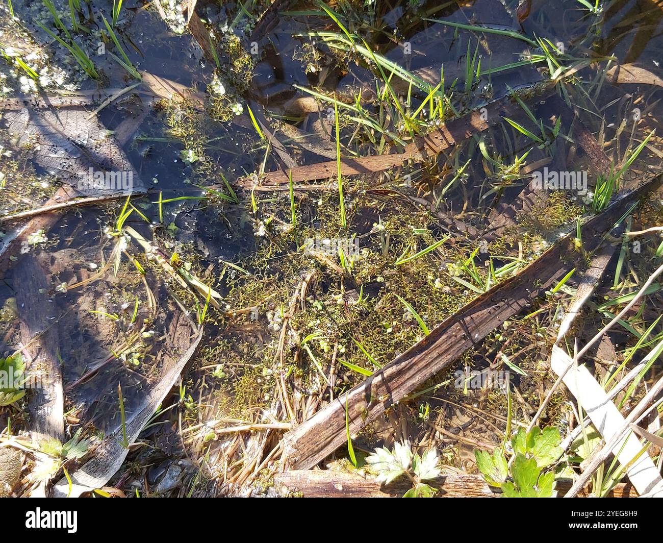 Riccia fluitans hi-res stock photography and images - Alamy