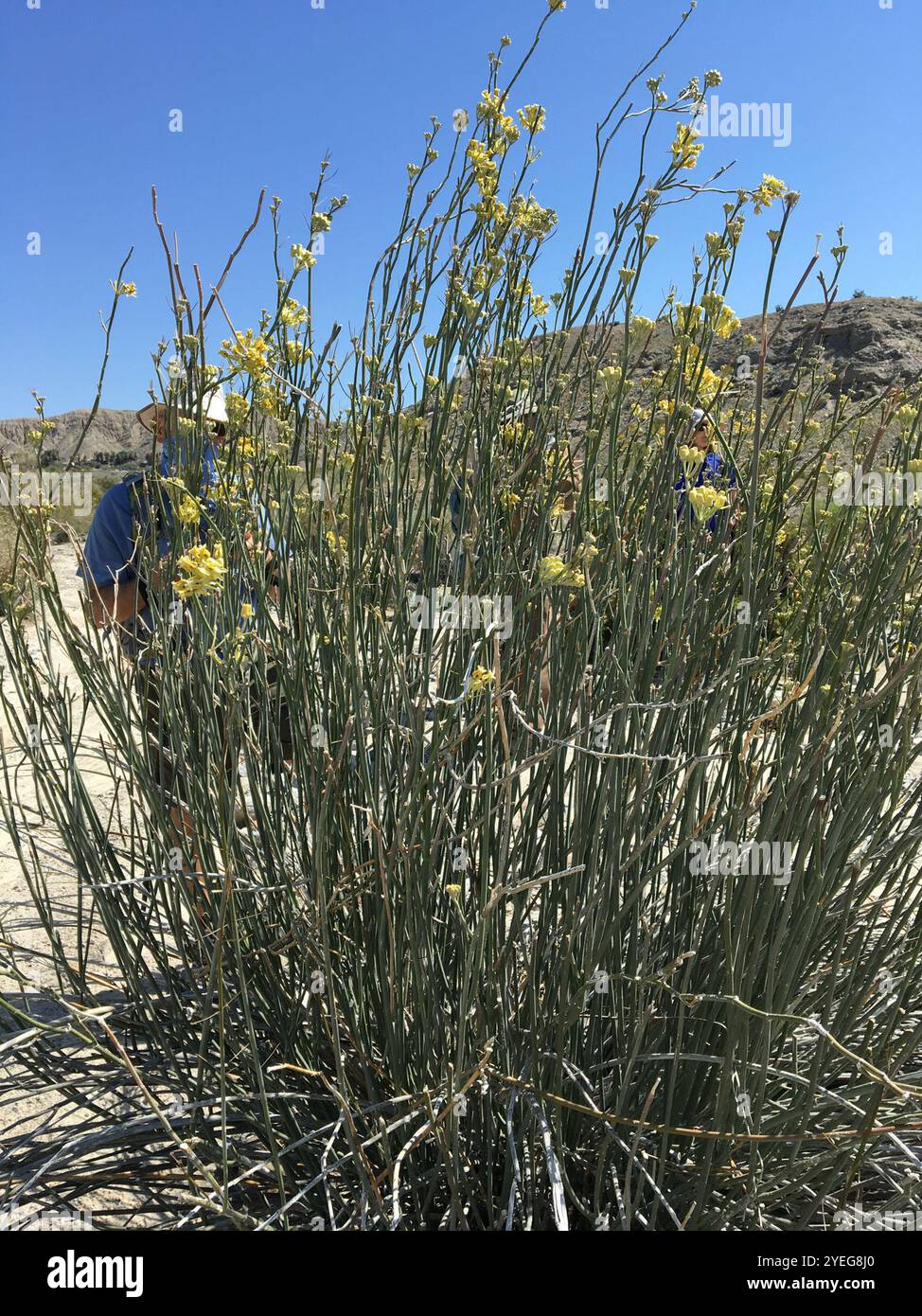 rush milkweed (Asclepias subulata Stock Photo - Alamy
