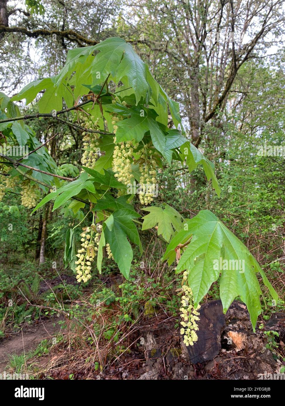 bigleaf maple (Acer macrophyllum Stock Photo - Alamy