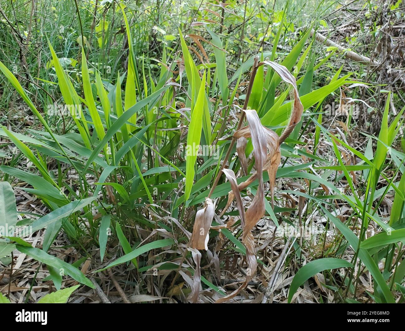 inland wood oats (Chasmanthium latifolium Stock Photo - Alamy