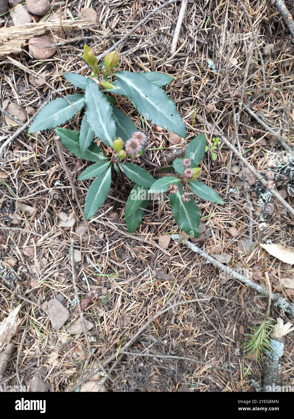 Little Prince's Pine (Chimaphila menziesii Stock Photo - Alamy