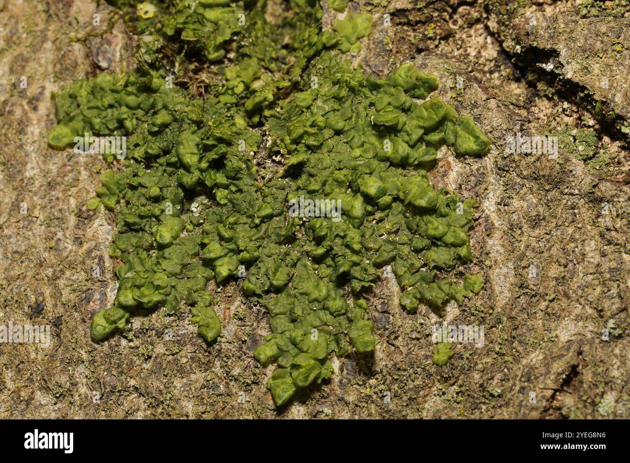 Flat-leaved Scalewort (Radula complanata Stock Photo - Alamy