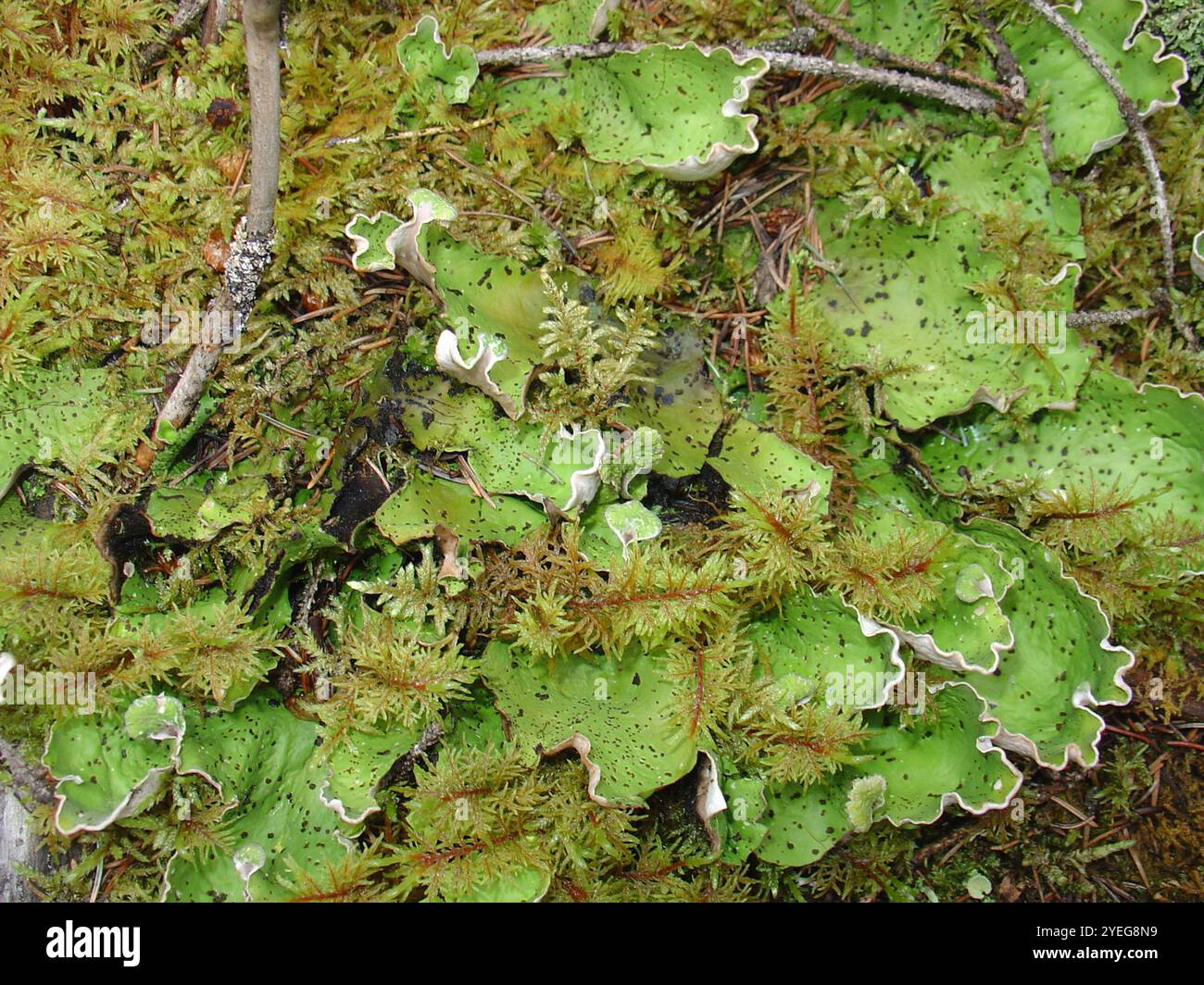 freckled pelt lichen (Peltigera aphthosa Stock Photo - Alamy