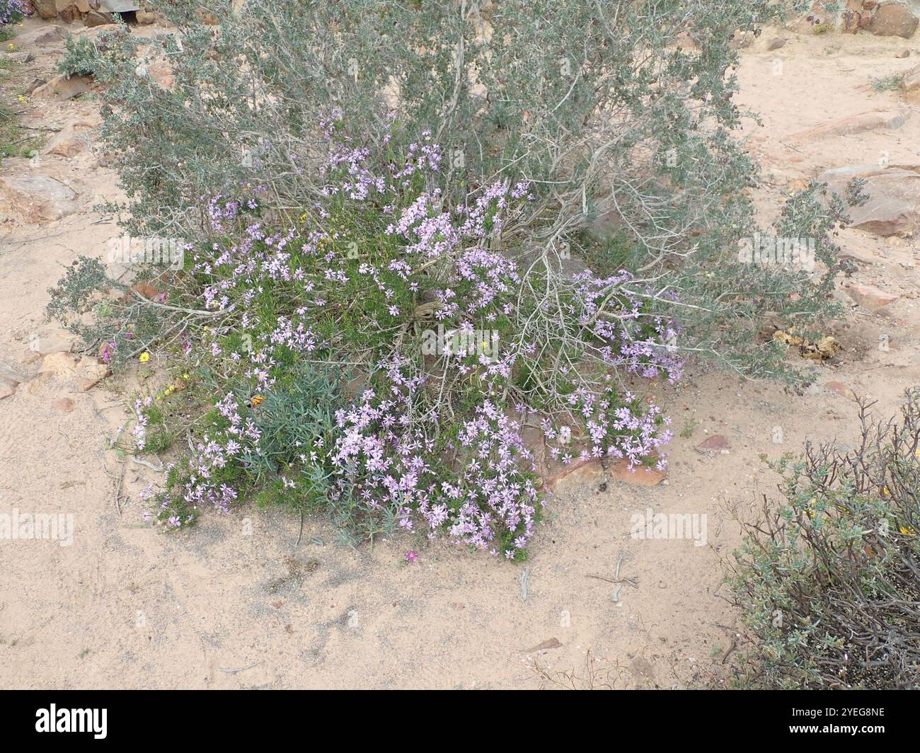 Fine Felicia (Felicia filifolia Stock Photo - Alamy