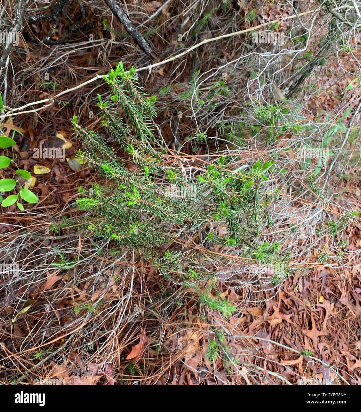 Florida rosemary (Ceratiola ericoides Stock Photo - Alamy