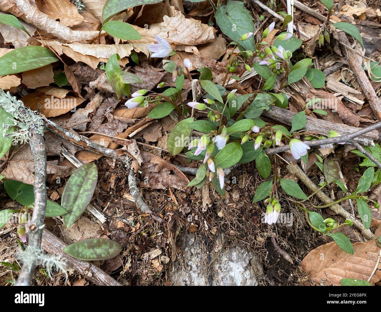 Carolina Springbeauty (Claytonia caroliniana Stock Photo - Alamy
