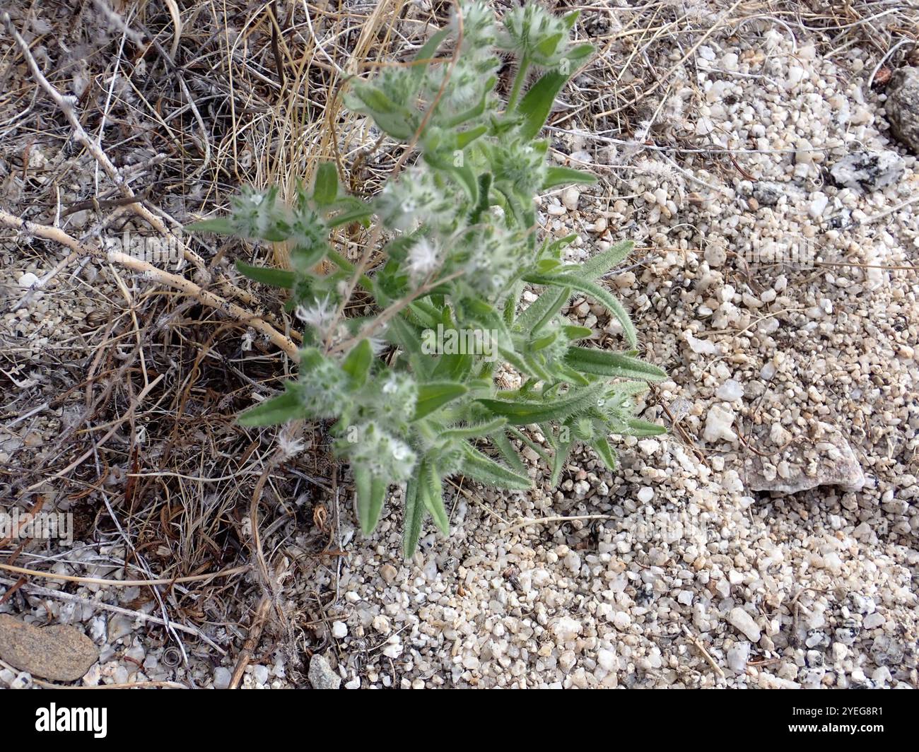 bearded cryptantha (Cryptantha barbigera Stock Photo - Alamy