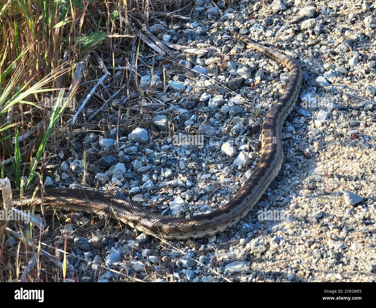 Pacific Gopher Snake (Pituophis catenifer catenifer Stock Photo - Alamy