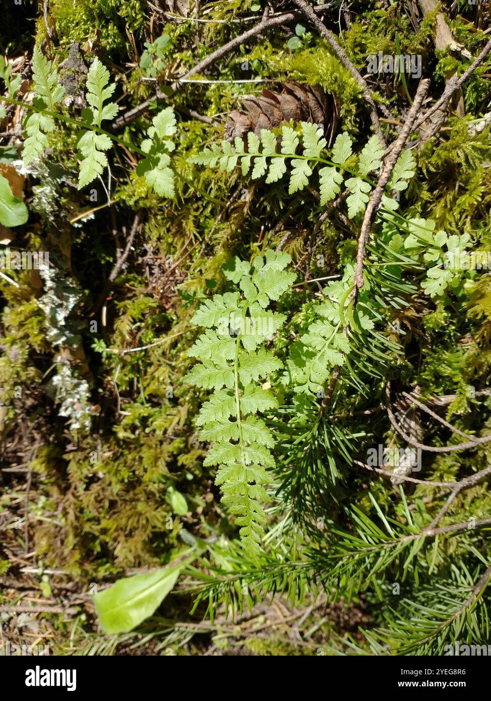 brittle bladderfern (Cystopteris fragilis Stock Photo - Alamy