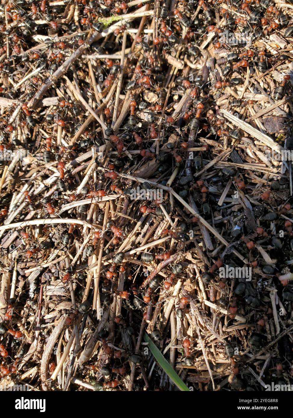 Western Thatching Ant (Formica obscuripes Stock Photo - Alamy