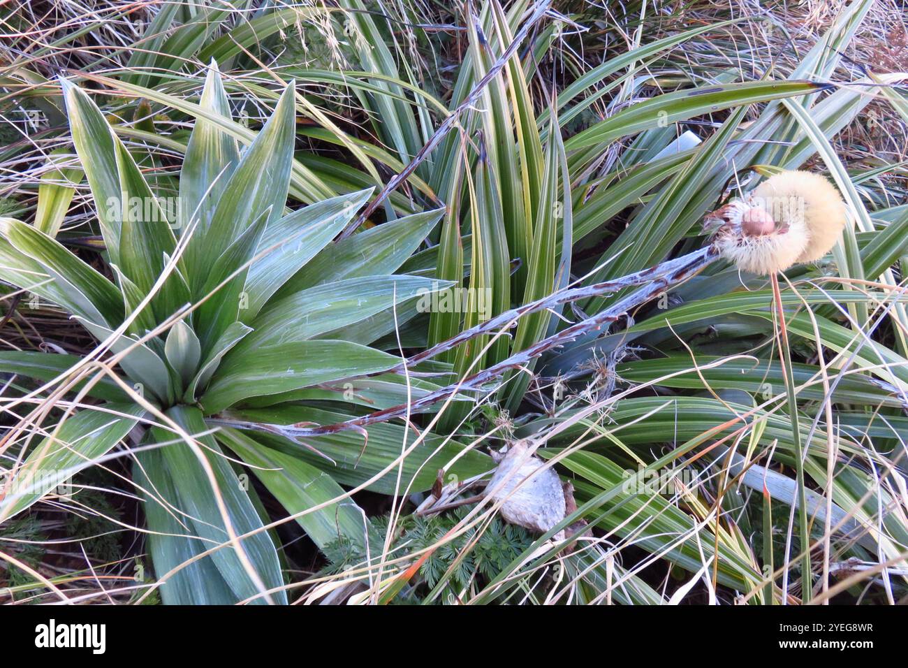 Large Mountain Daisy (Celmisia semicordata Stock Photo - Alamy