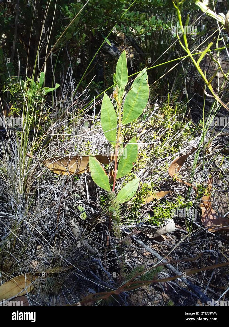 Myrtle Wattle (Acacia myrtifolia Stock Photo - Alamy