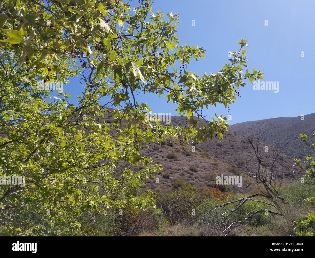 western sycamore (Platanus racemosa Stock Photo - Alamy
