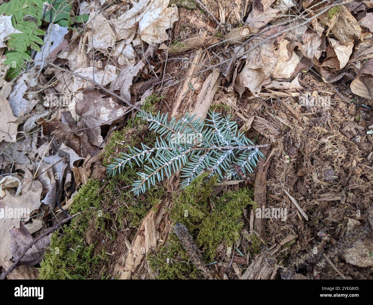 Hemlock Woolly Adelgid (Adelges tsugae Stock Photo - Alamy