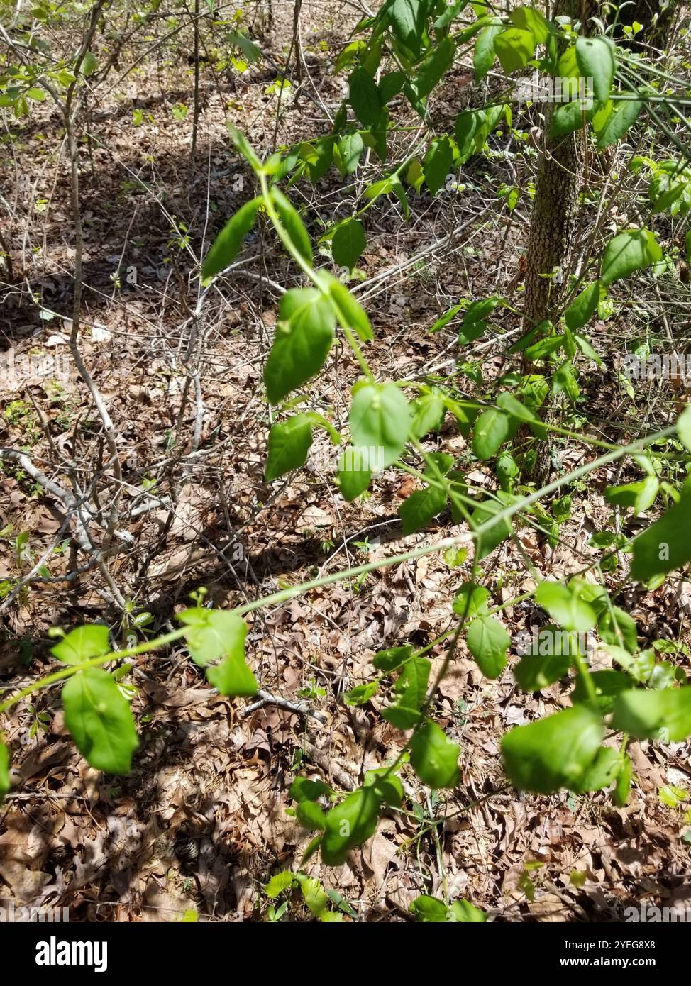 strawberry bush (Euonymus americanus Stock Photo - Alamy