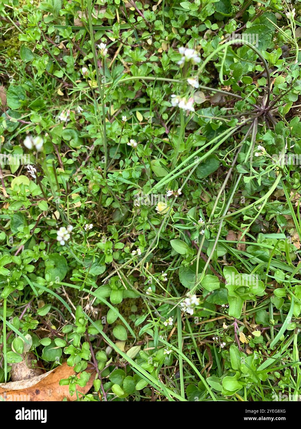 hairy bittercress (Cardamine hirsuta Stock Photo - Alamy