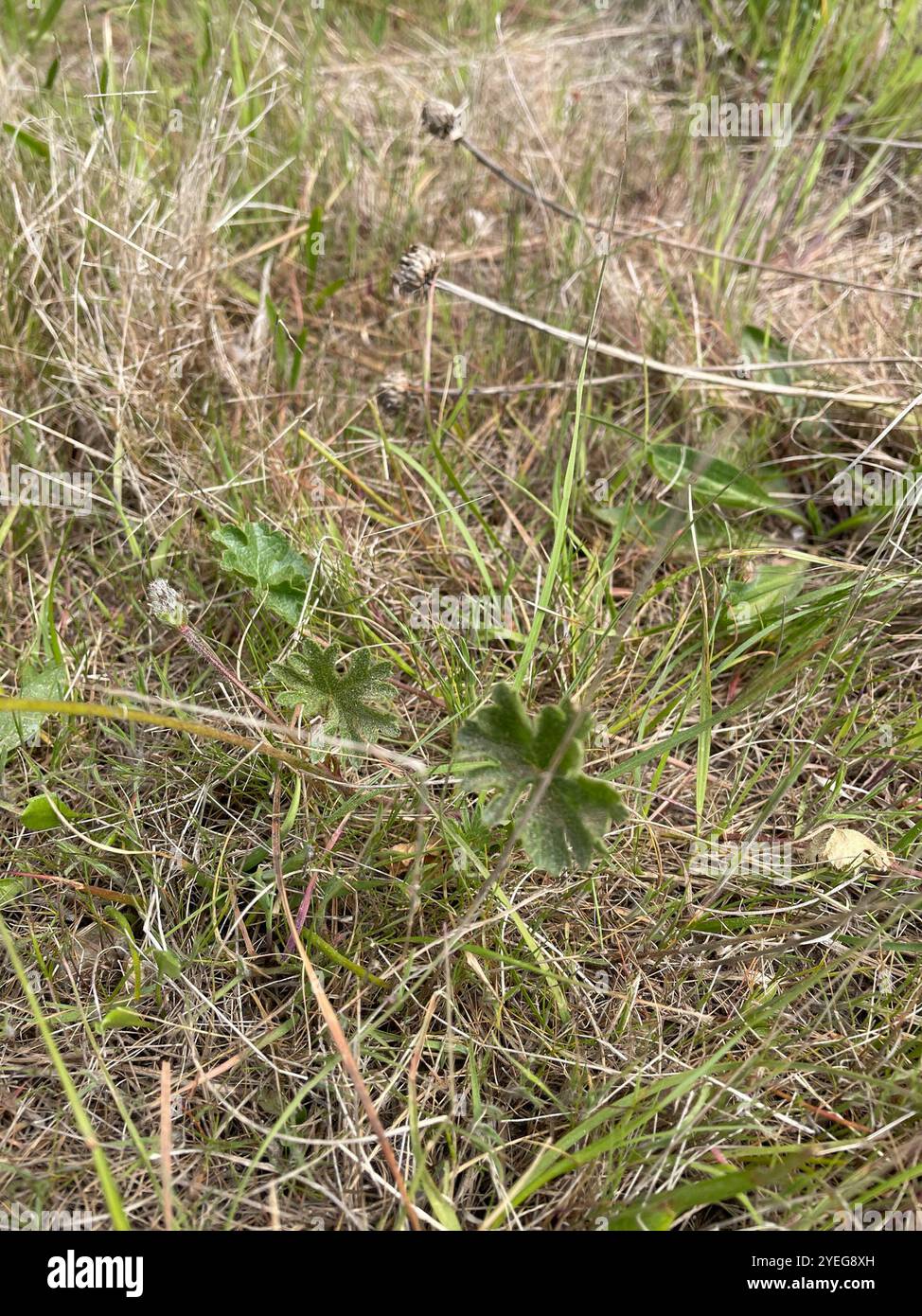 checkerbloom (Sidalcea malviflora Stock Photo - Alamy