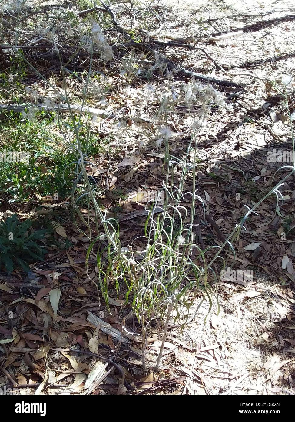 cotton burnweed (Senecio quadridentatus Stock Photo - Alamy