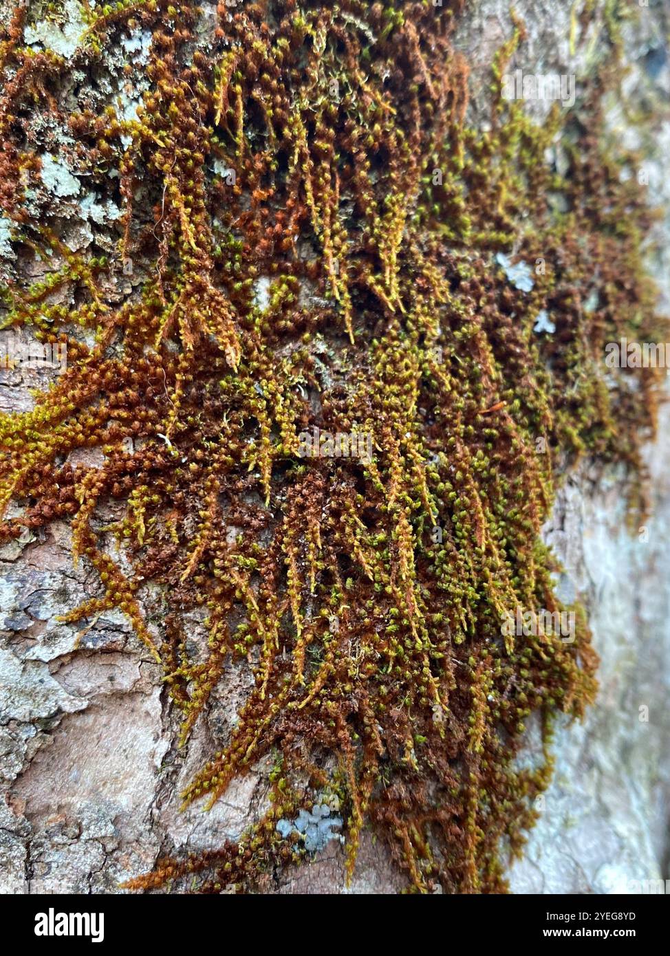 Train Track Moss (Drummondia prorepens Stock Photo - Alamy