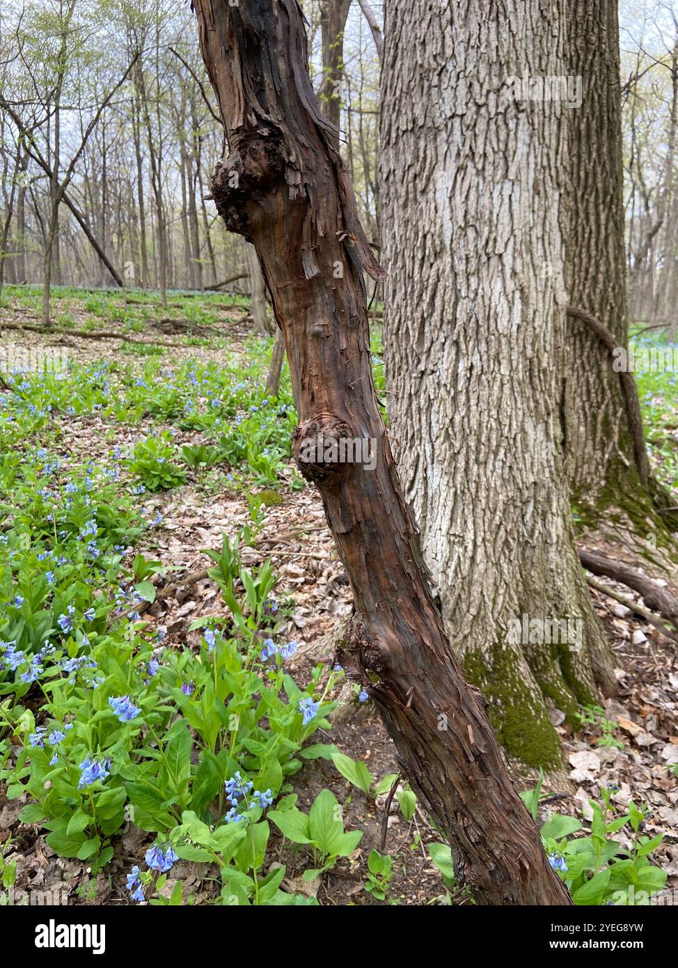 riverbank grape (Vitis riparia Stock Photo - Alamy