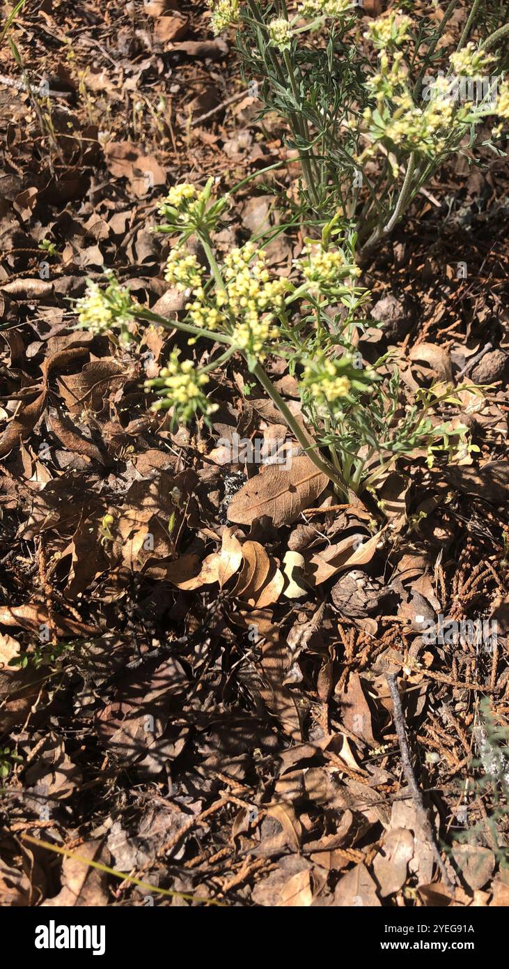 Bigseed hi-res stock photography and images - Alamy