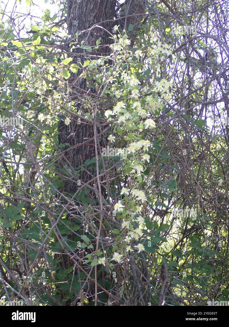 Pipestem Clematis (Clematis lasiantha Stock Photo - Alamy